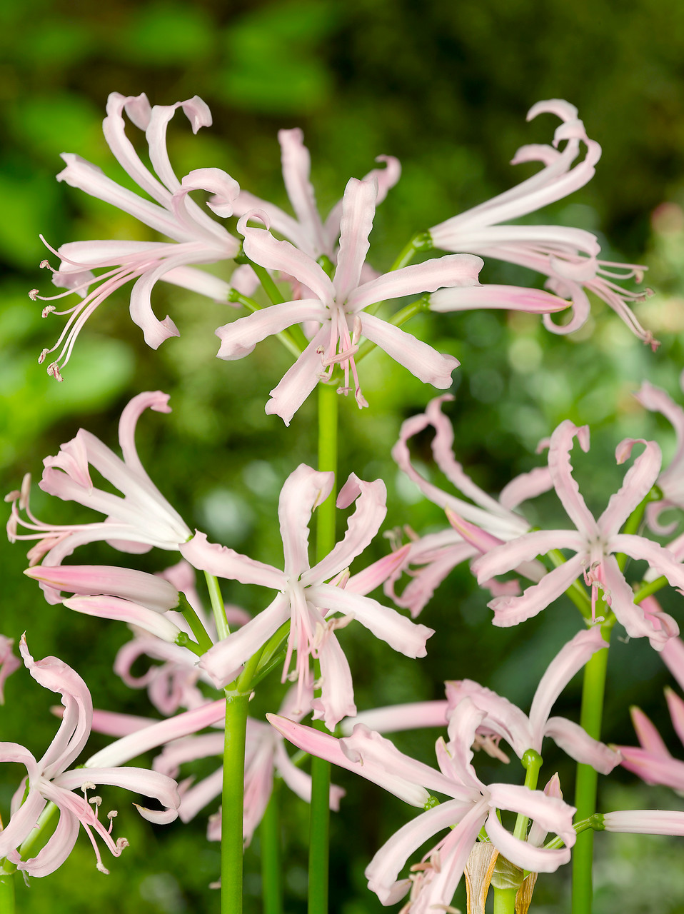 Guernseylilie oder Nerine - Flowerbulbs